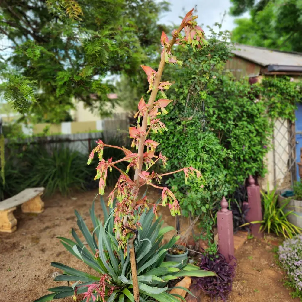 Beschorneria yuccoides - False Red Agave | Perennialle Plants